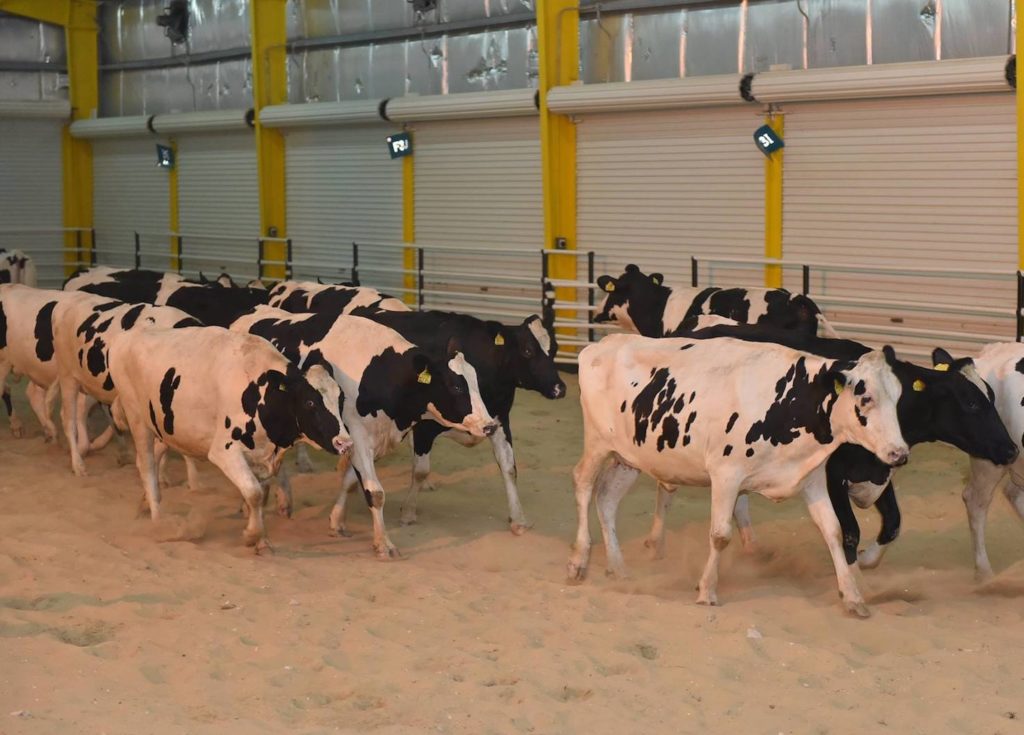 The first shipment of cows have landed in Qatar! - Qatar Eating