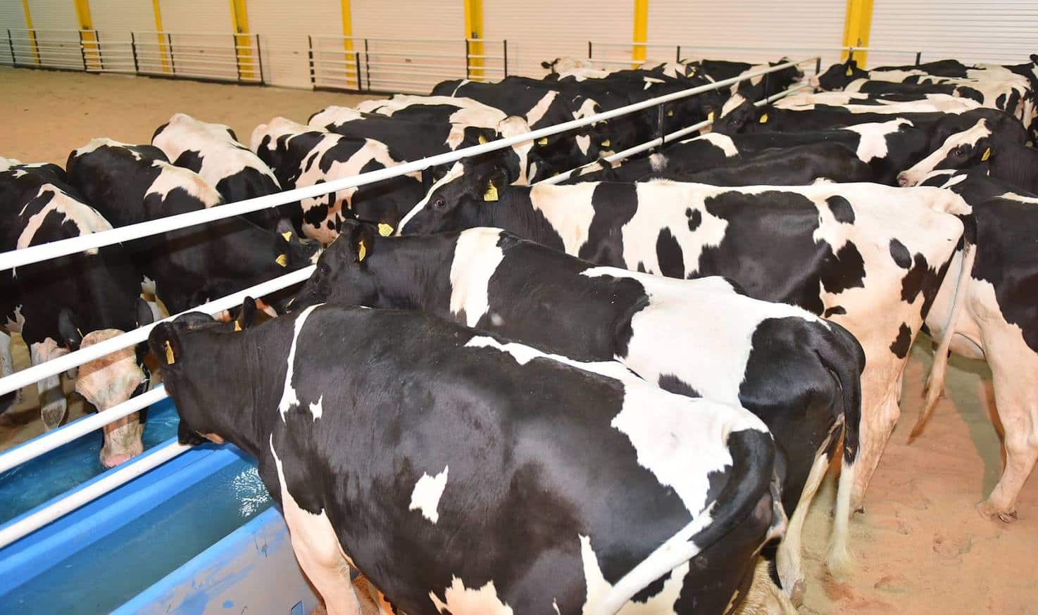 The first shipment of cows have landed in Qatar! - Qatar Eating