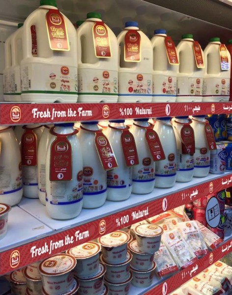 The first shipment of cows have landed in Qatar! - Qatar Eating